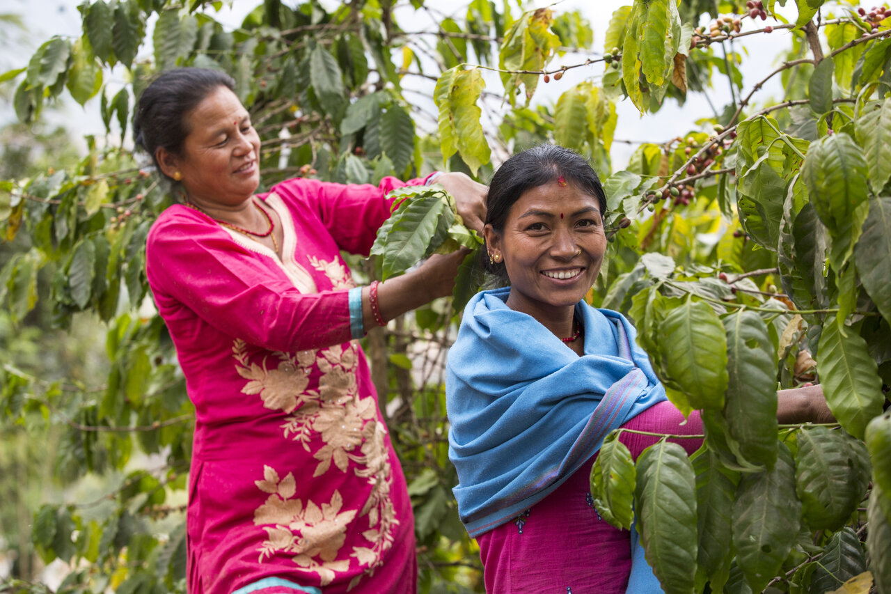 Building the Foundation of Nepal’s Coffee Sector