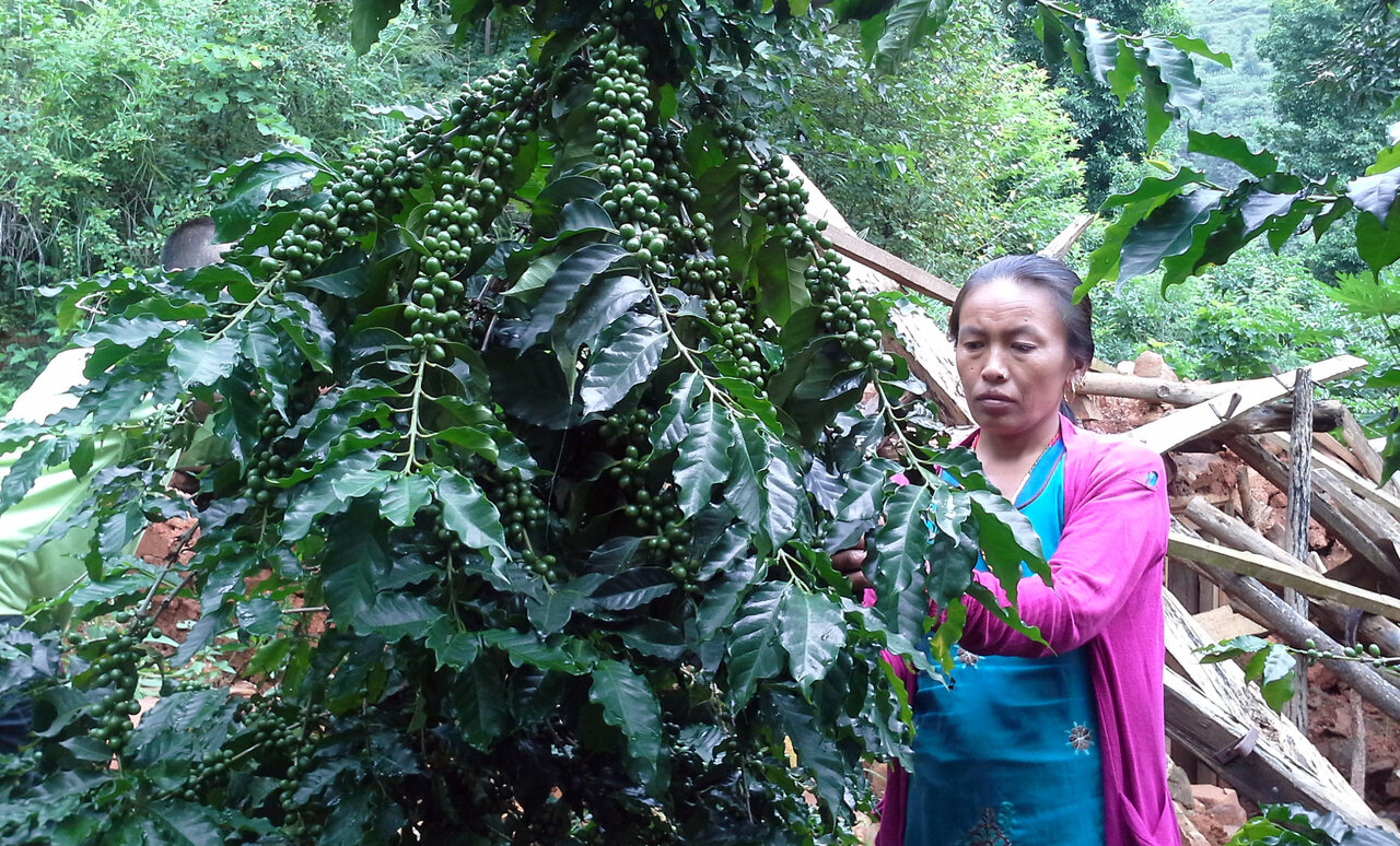 Coffee Promotion | Nepal | Helvetas