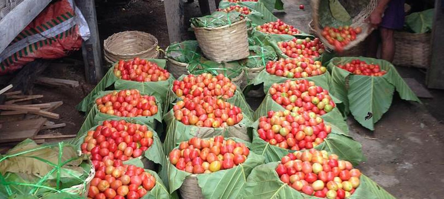 Improved Market Engagement Counter-seasonal Vegetable
