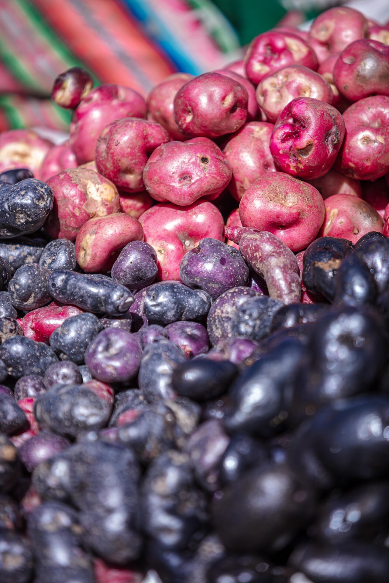 Experiencia en producción de Papa Nativa, presente en