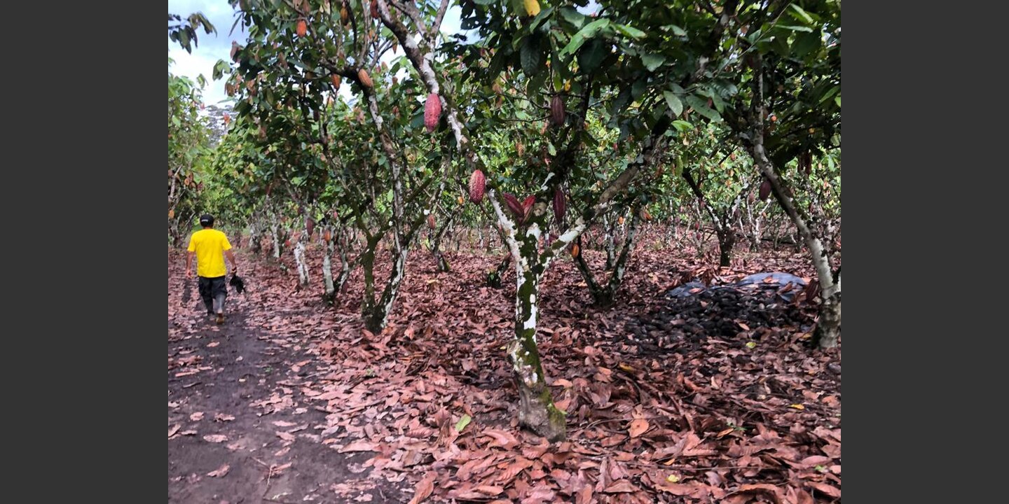 Proyecto MiCacao| Helvetas