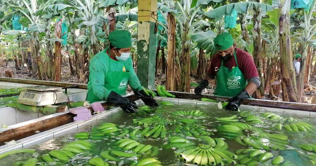 Parte contenedor con 22 TM de puré de banano orgánico al