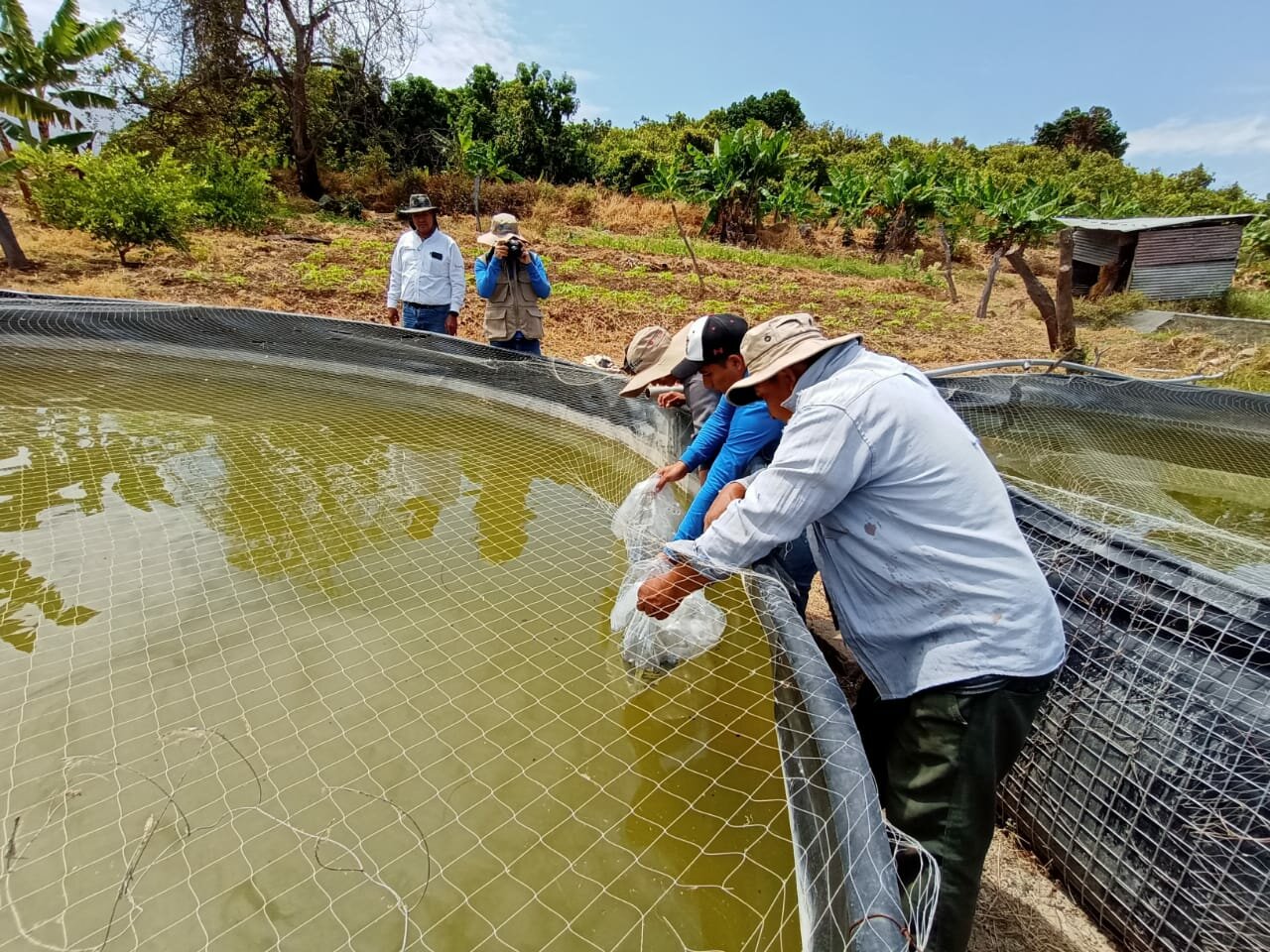 Exitosa siembra de alevines de tilapia en el distrito