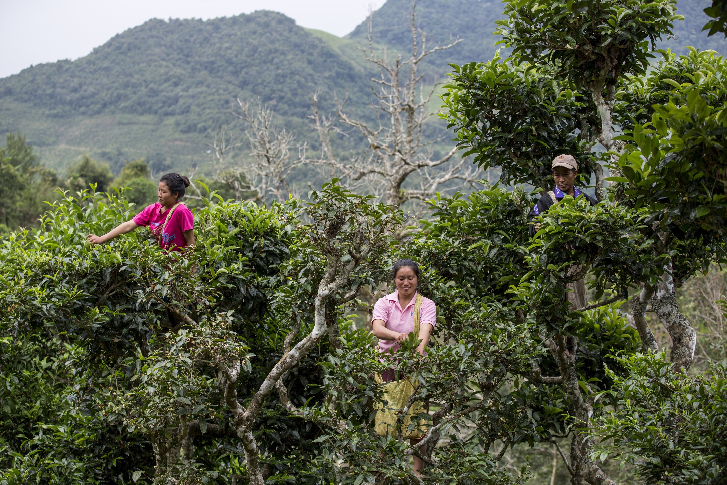 Where Tea Grows on Trees | Helvetas