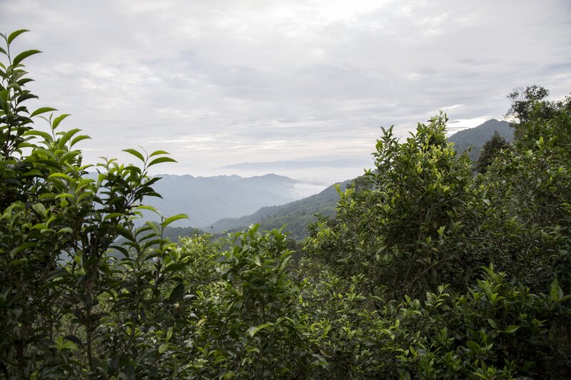 Where Tea Grows on Trees | Helvetas