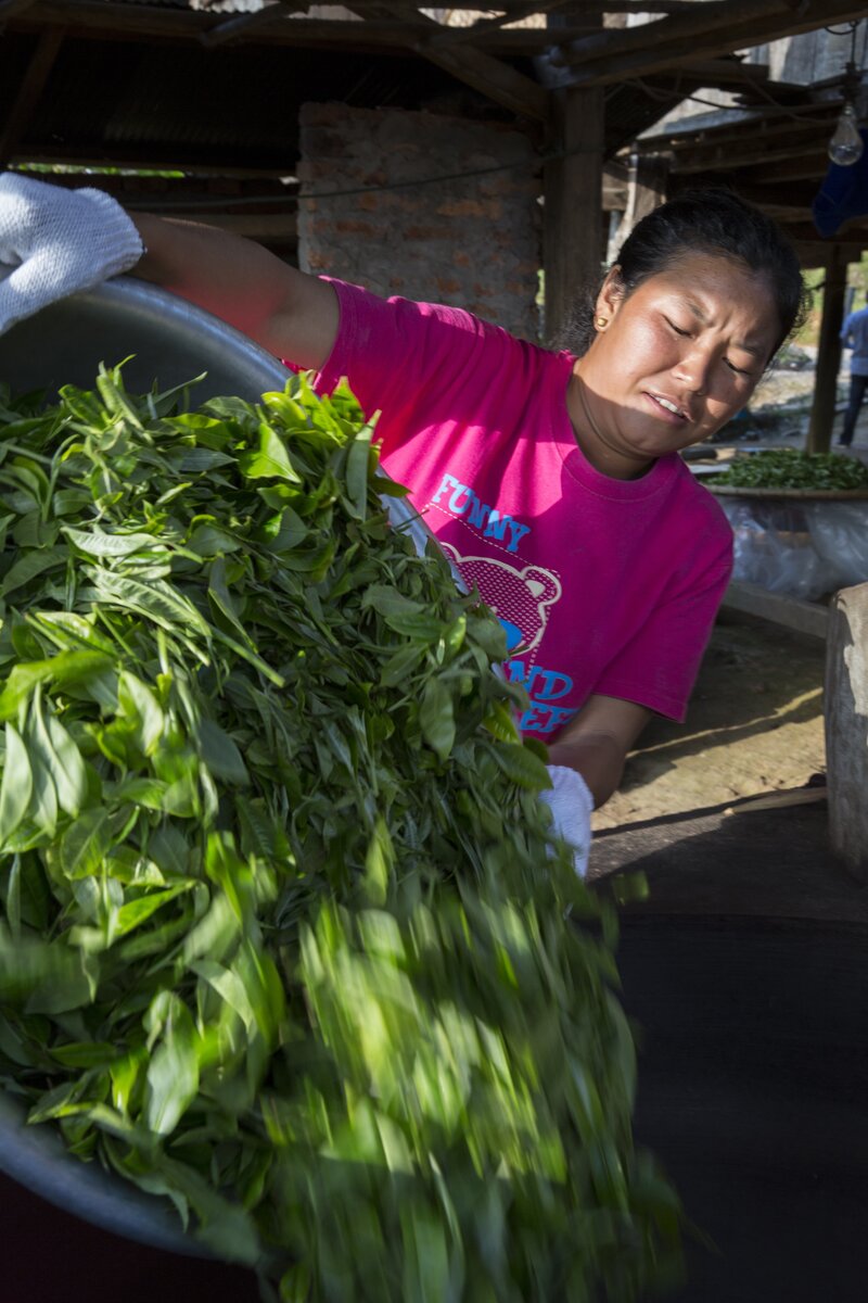 Where Tea Grows on Trees | Helvetas