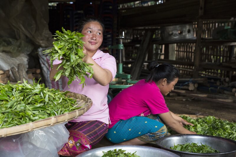 Where Tea Grows on Trees | Helvetas