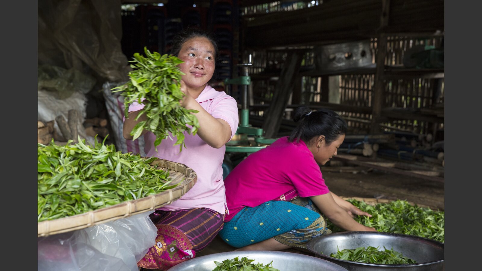 Where Tea Grows on Trees | Helvetas