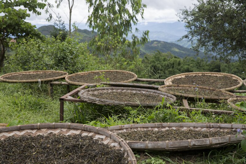 Where Tea Grows on Trees | Helvetas