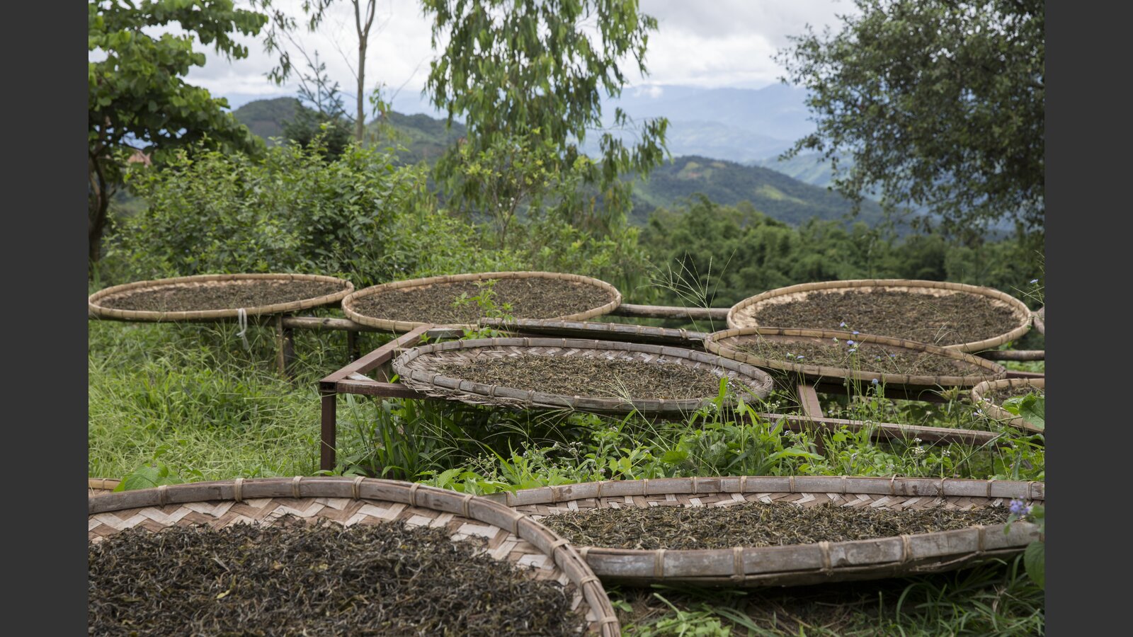 Where Tea Grows on Trees | Helvetas