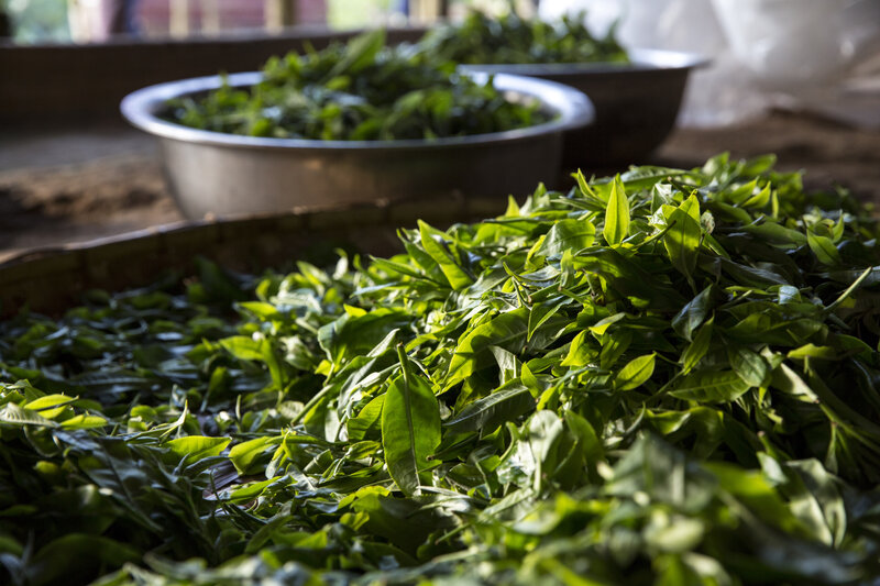 Where Tea Grows on Trees | Helvetas