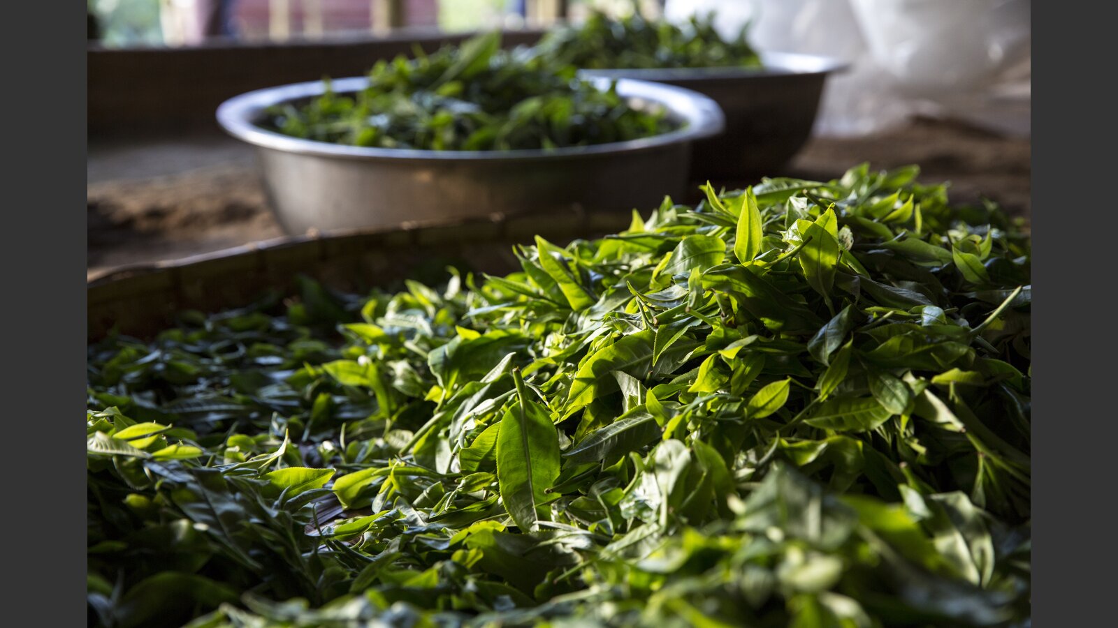 Where Tea Grows on Trees | Helvetas