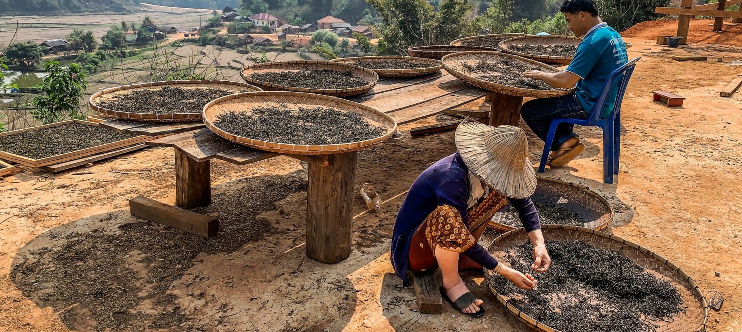Chinese Experts Help Lao Farmers Reach High-End Tea